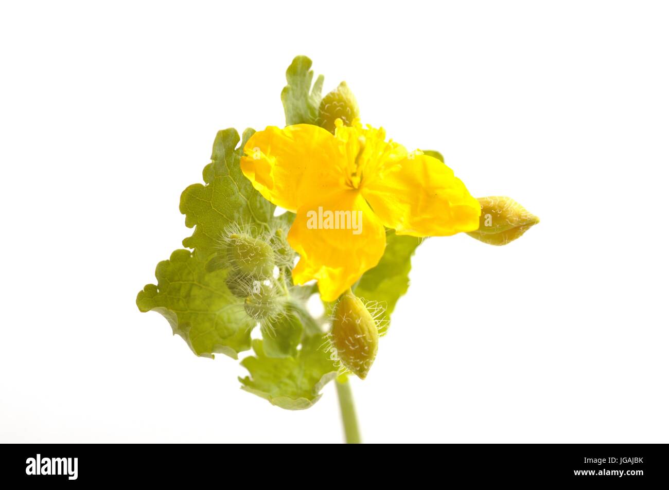 Celandine plants Cut Out Stock Images & Pictures - Alamy