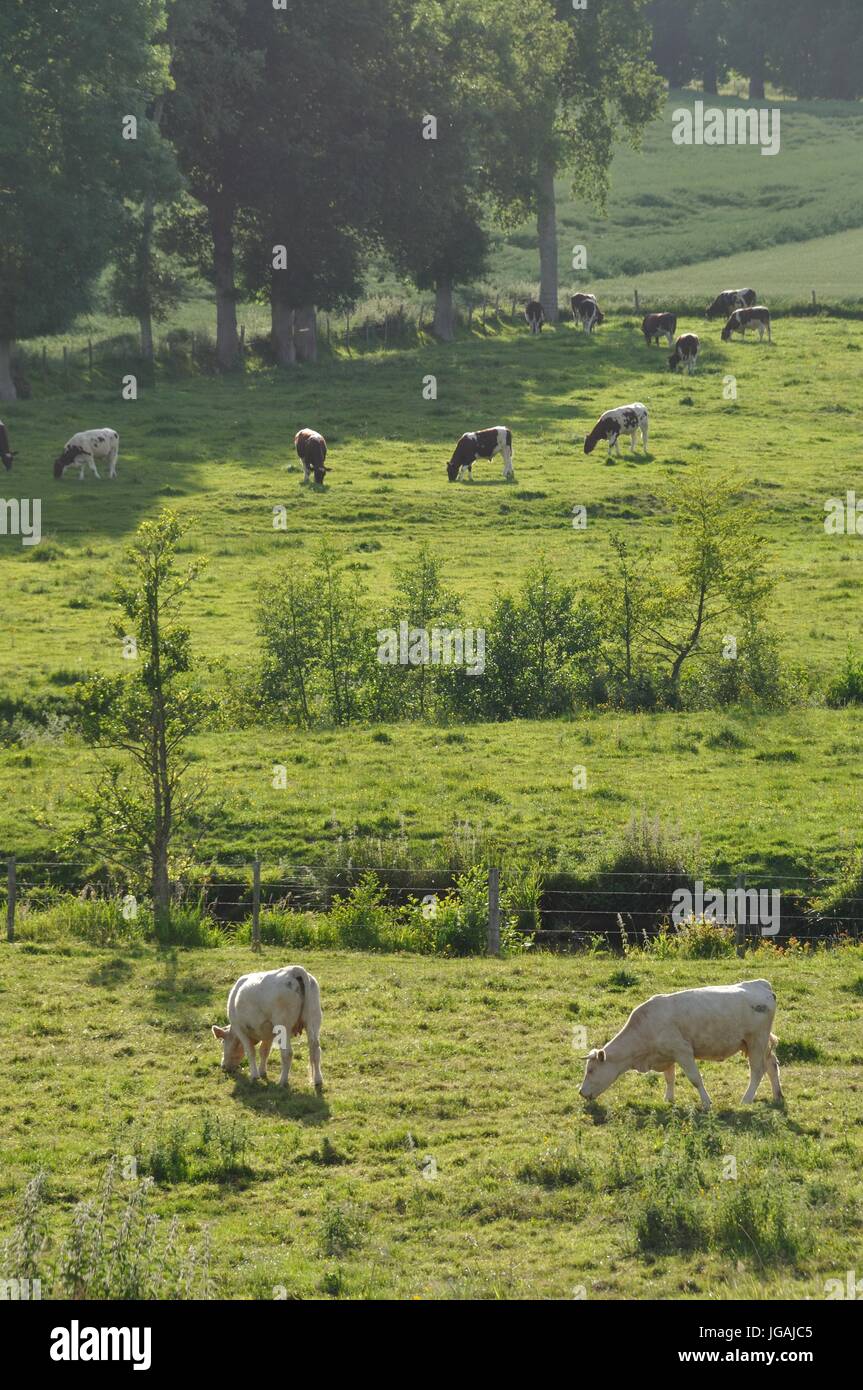 Norman Cow High Resolution Stock Photography and Images - Alamy