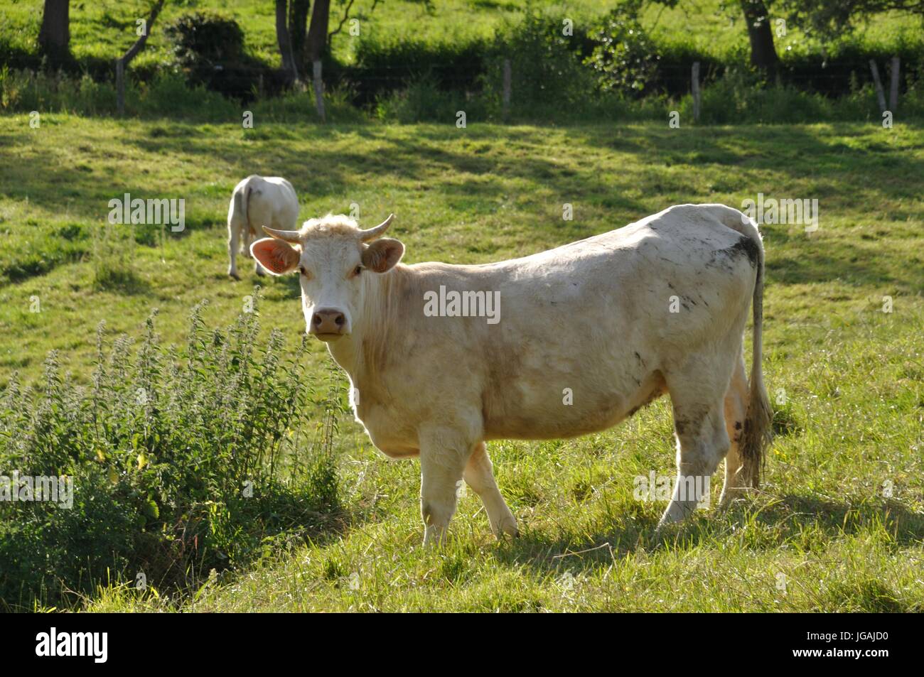 Norman Cow High Resolution Stock Photography and Images - Alamy