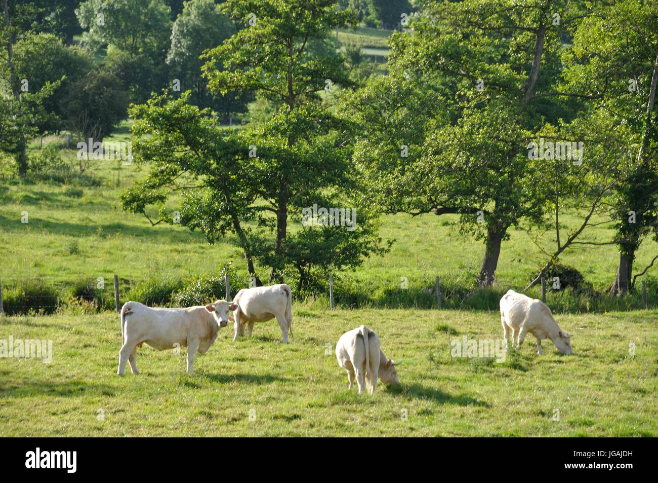 Norman Cow High Resolution Stock Photography and Images - Alamy