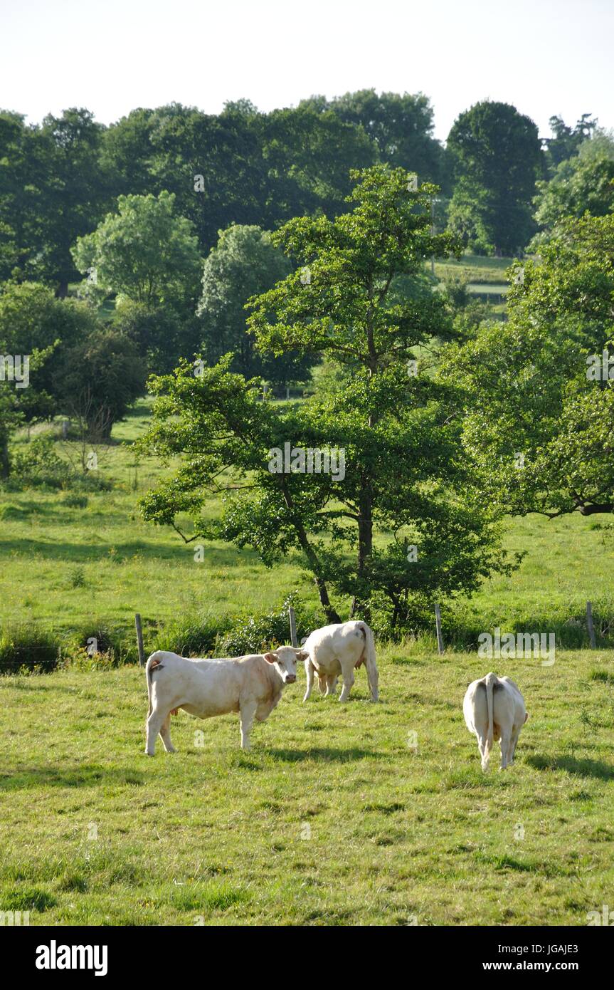 Norman Cow High Resolution Stock Photography and Images - Alamy
