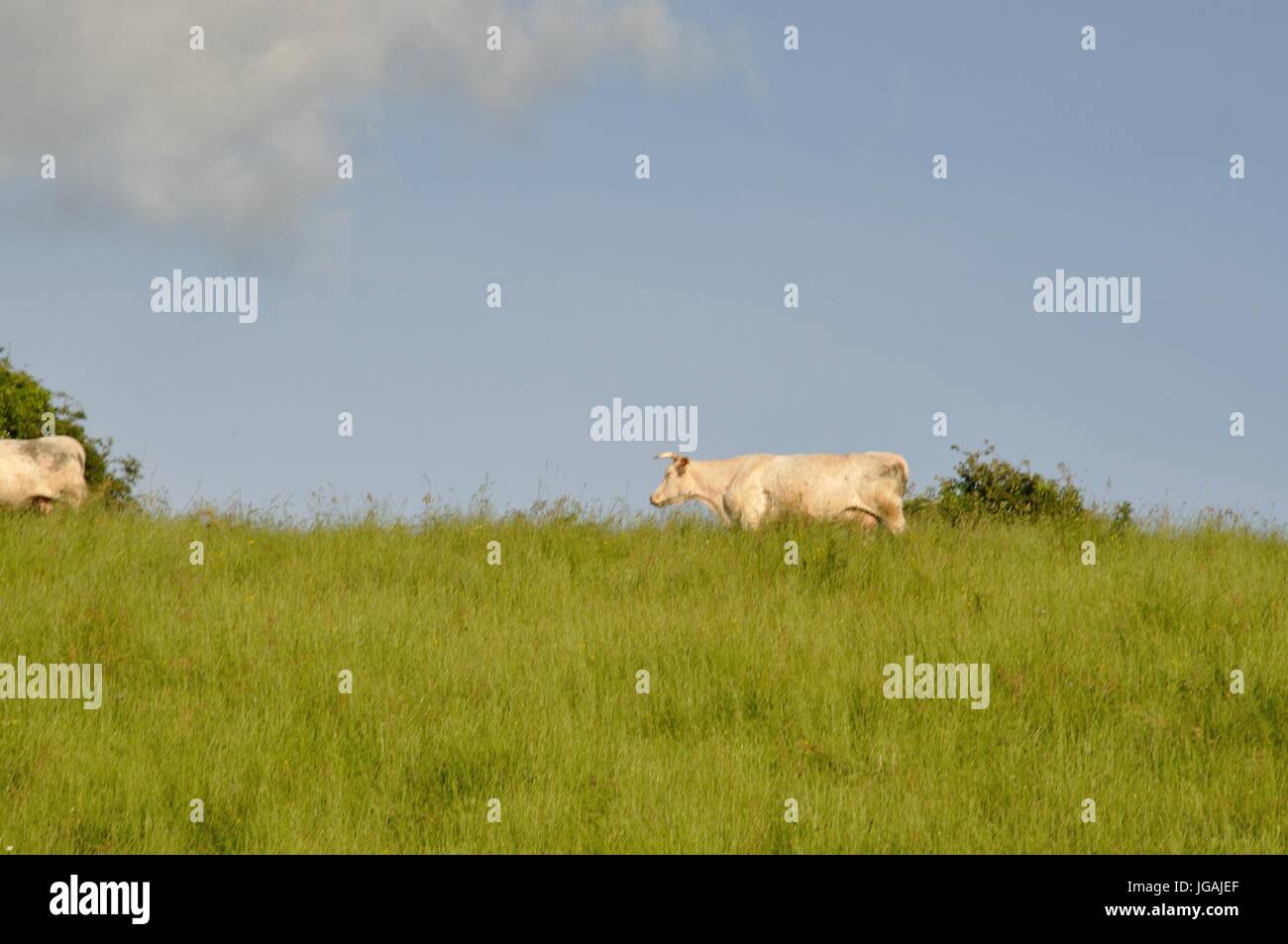 Norman Cow High Resolution Stock Photography and Images - Alamy