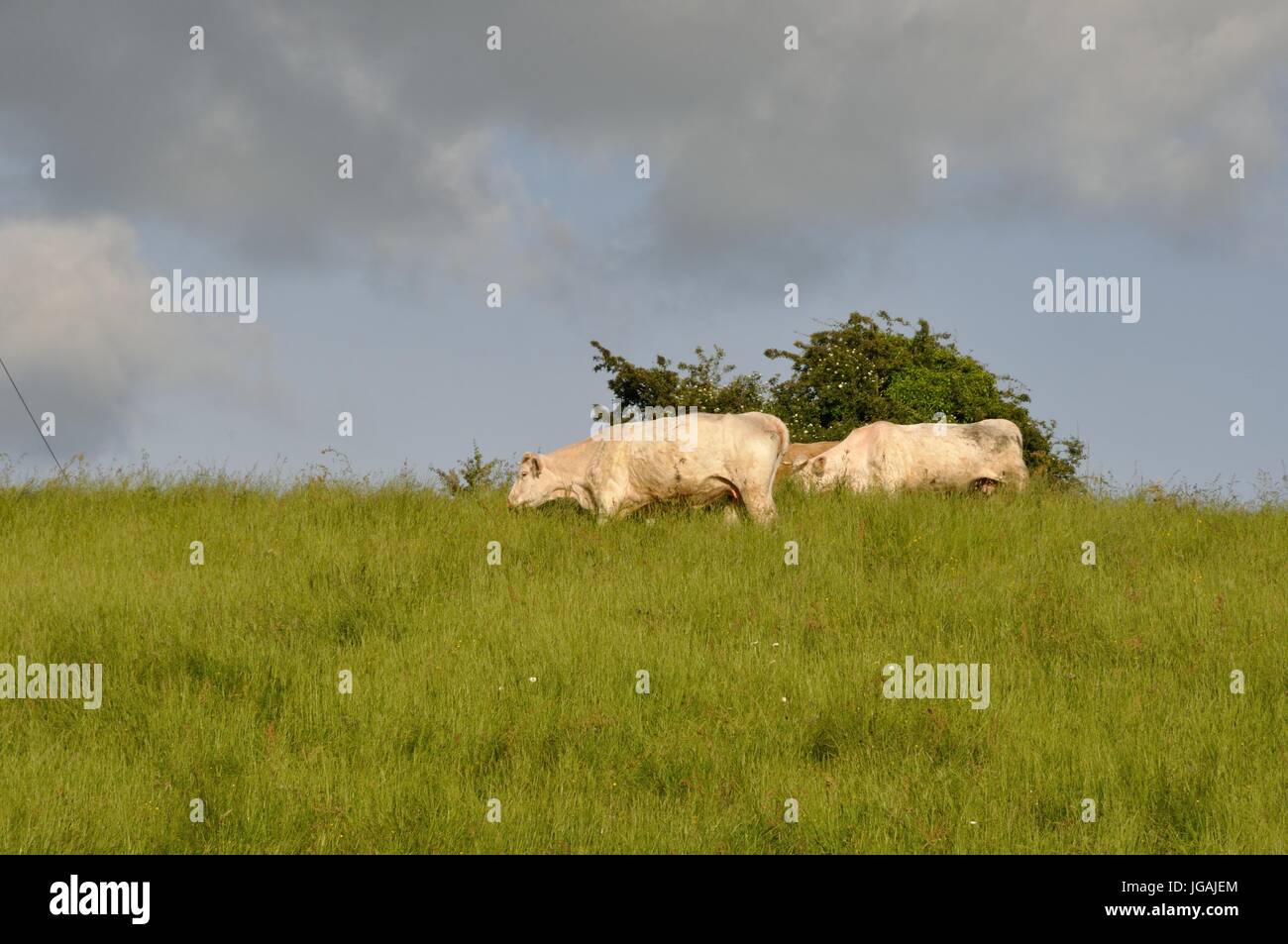 Norman Cow High Resolution Stock Photography and Images - Alamy