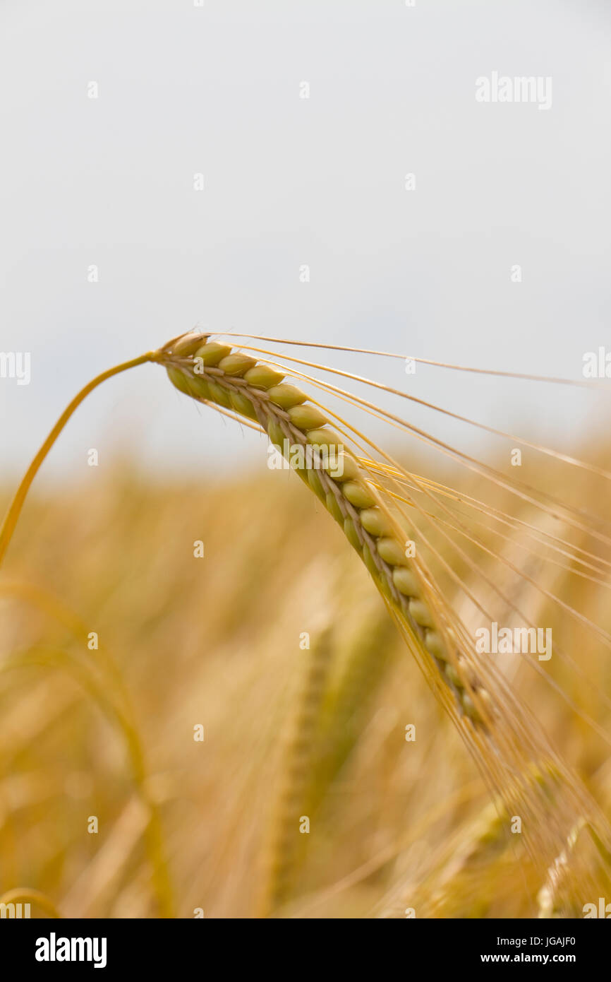 Barley seed head hi-res stock photography and images - Alamy