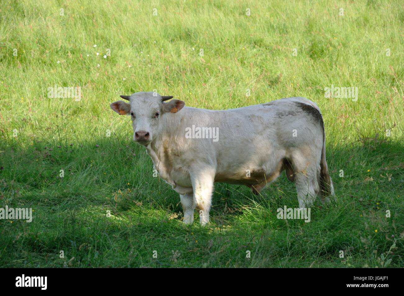 Norman Cow High Resolution Stock Photography and Images - Alamy