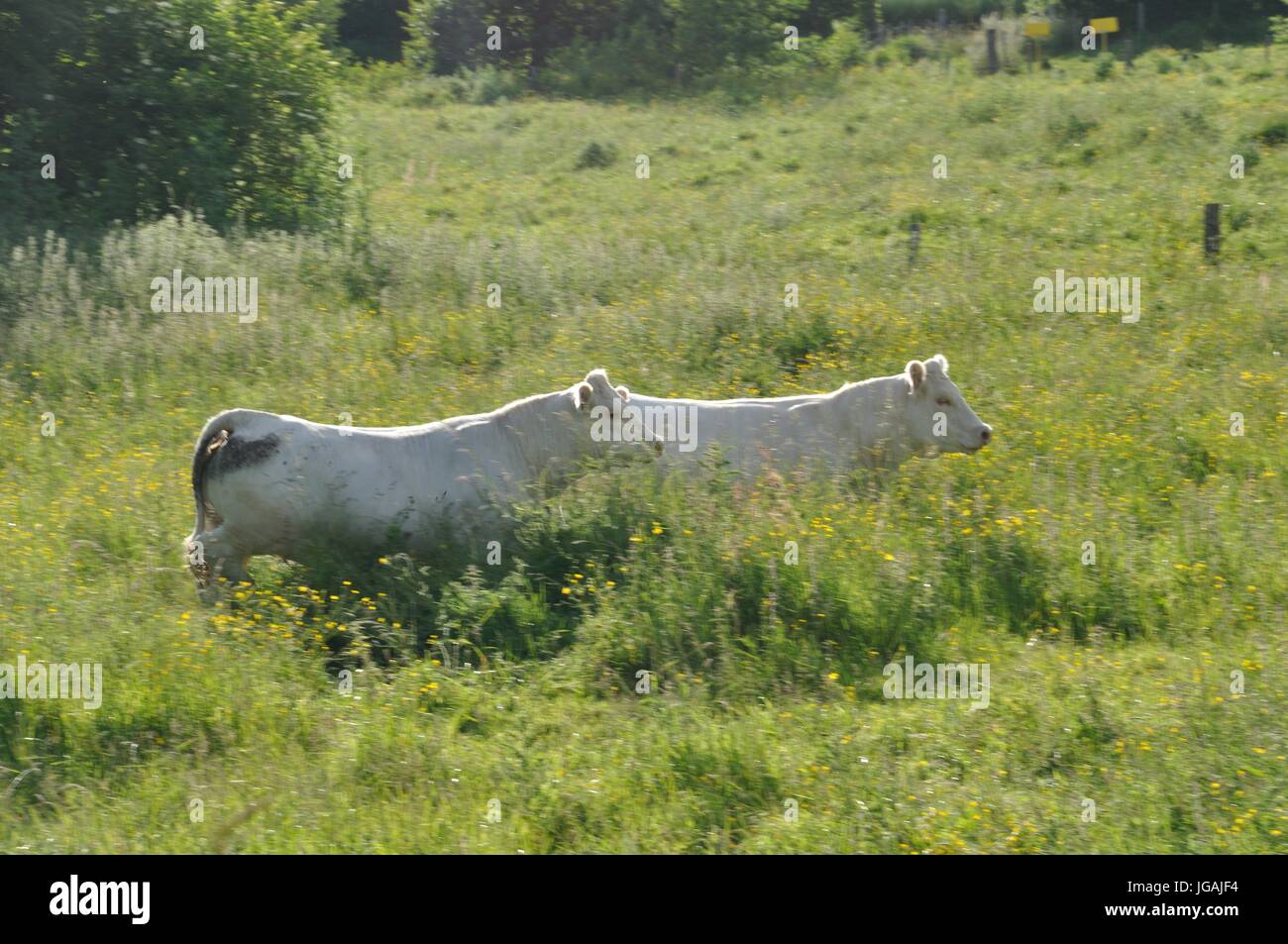 Norman Cow High Resolution Stock Photography and Images - Alamy