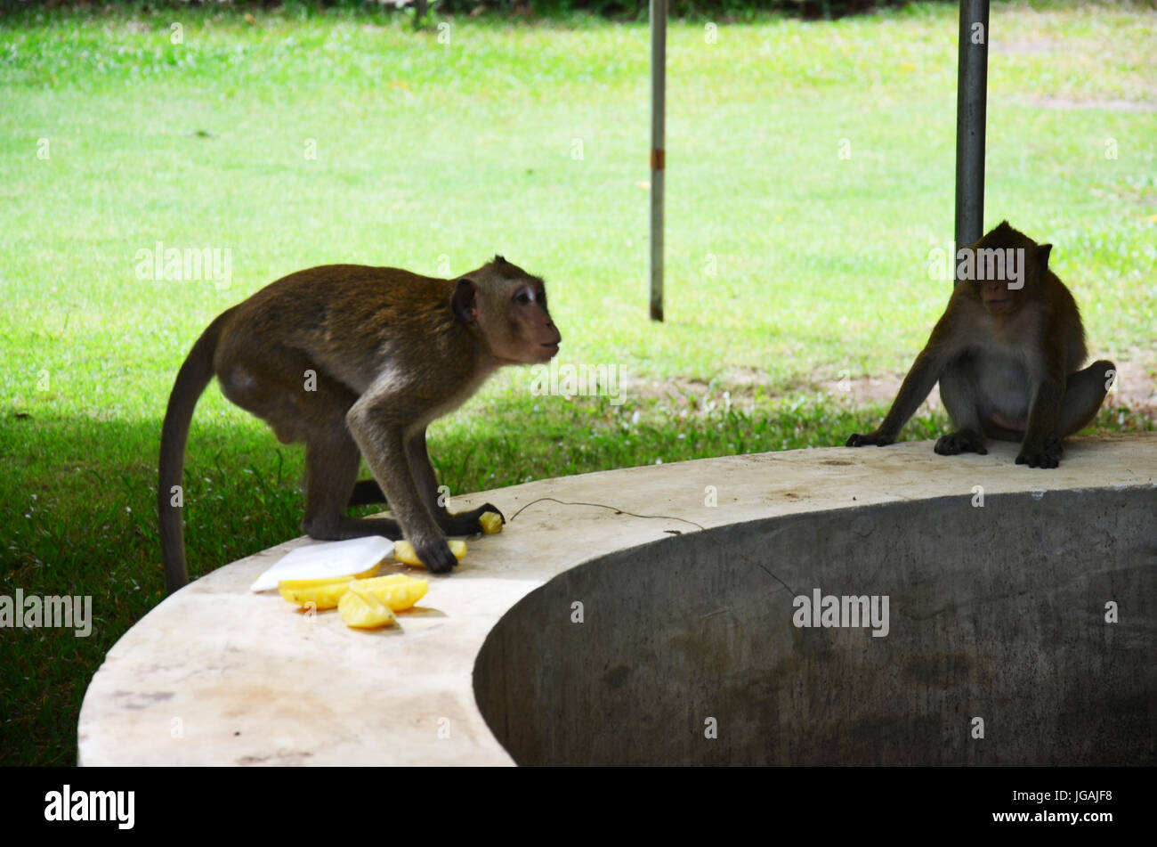 Long tailed macaque monkeys relaxing and eating food in garden of Wat ...