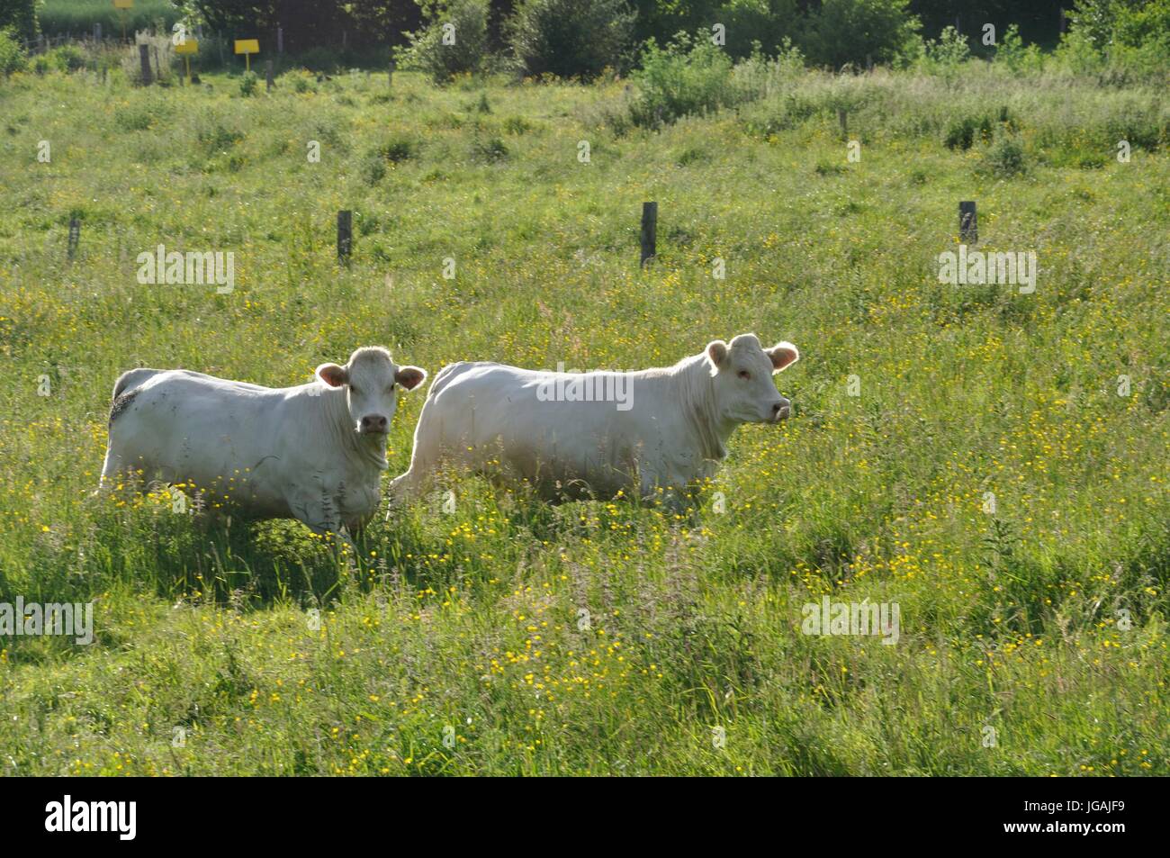 Norman Cow High Resolution Stock Photography and Images - Alamy