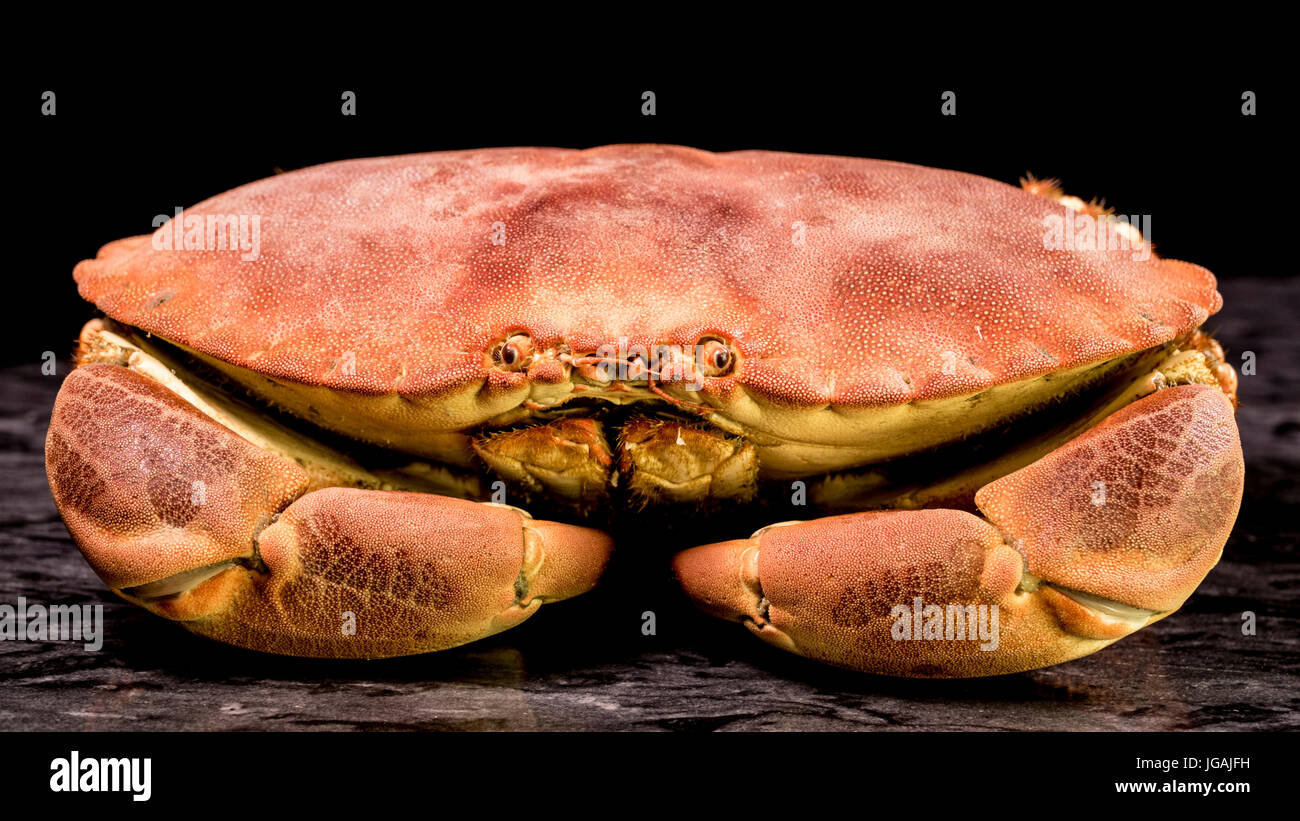 A whole cooked brown crab on a granite board with black backdrop Stock ...