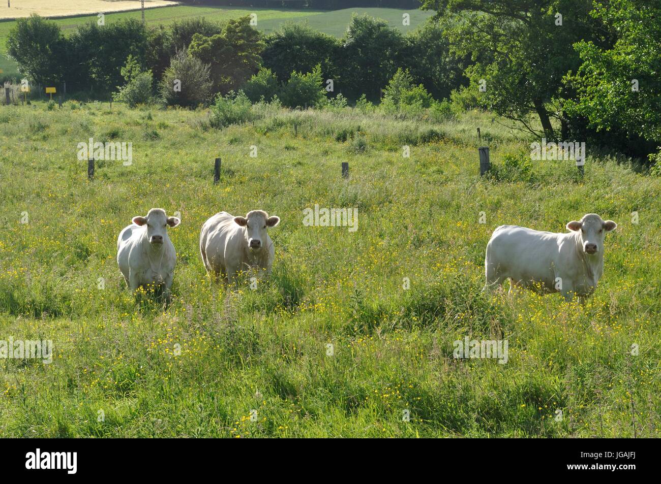 Norman cow hi-res stock photography and images - Alamy