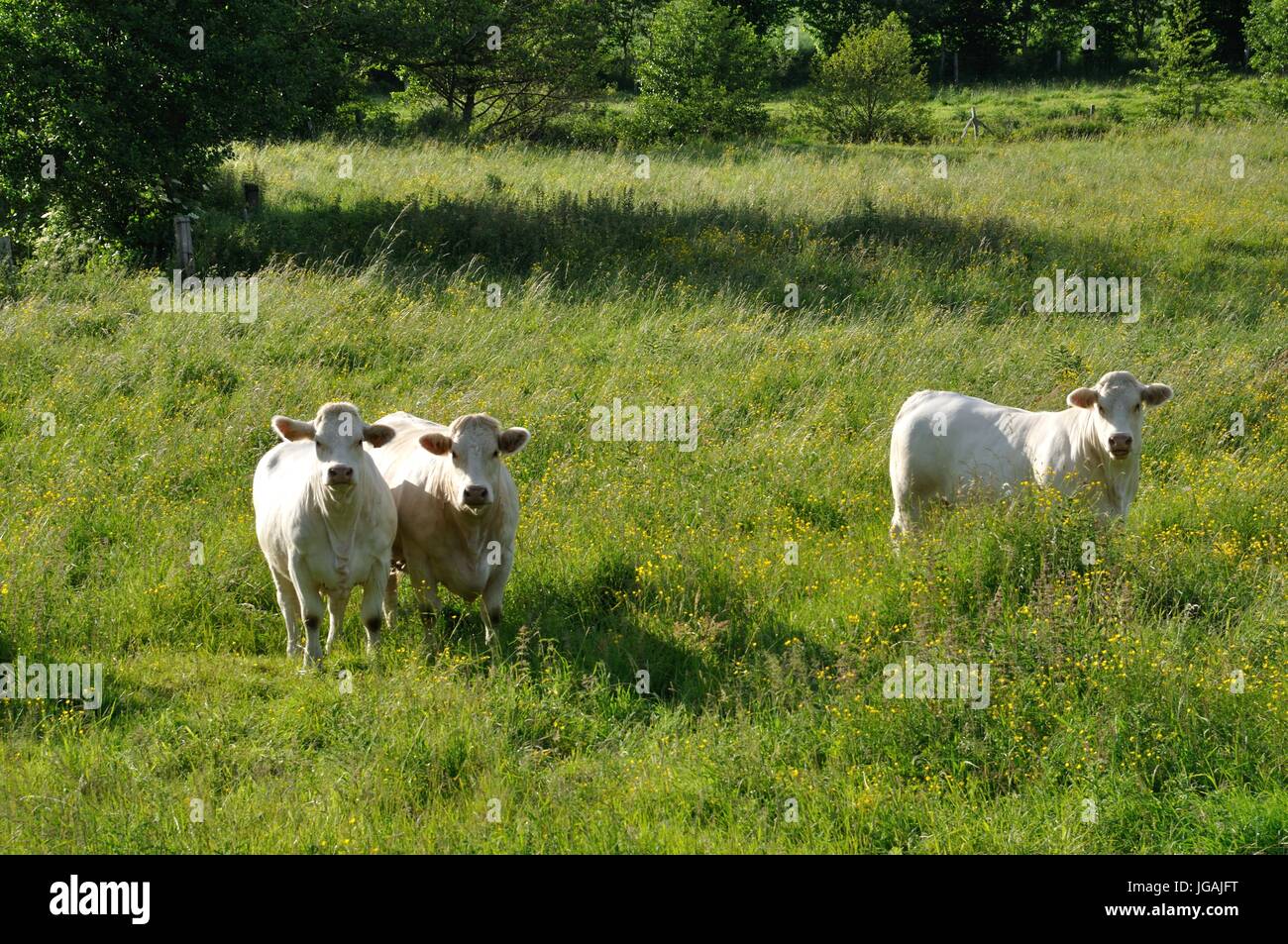Norman Cow High Resolution Stock Photography and Images - Alamy
