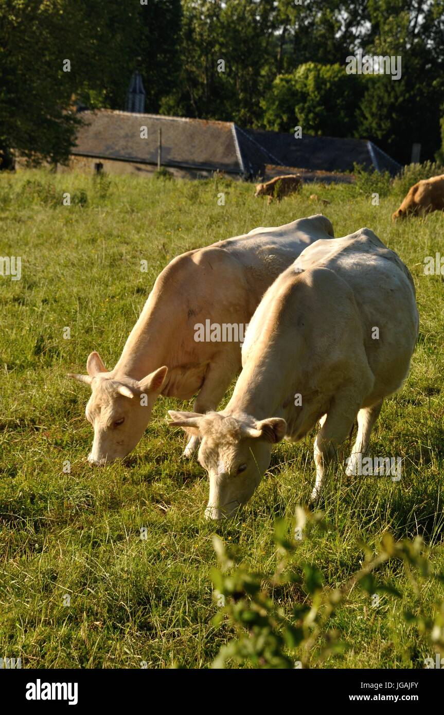 Norman Cow High Resolution Stock Photography and Images - Alamy