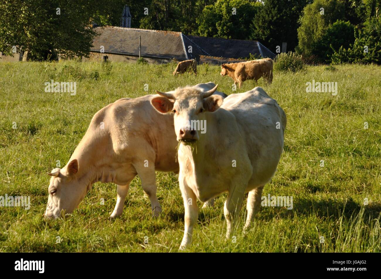 Norman Cow High Resolution Stock Photography and Images - Alamy