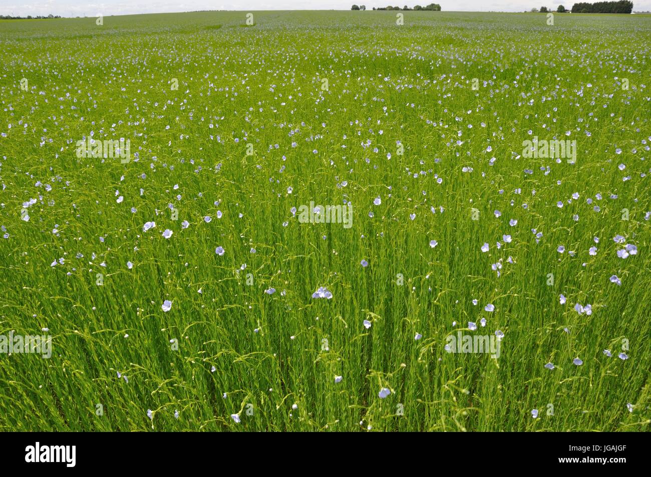 Flowering flax field Stock Photo - Alamy