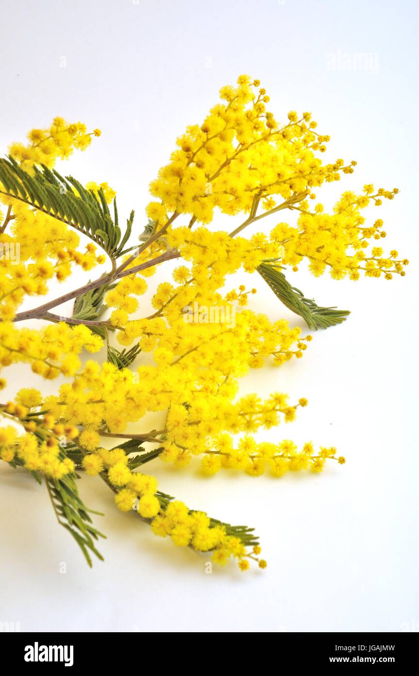 mimosa flowers studio shot Stock Photo - Alamy