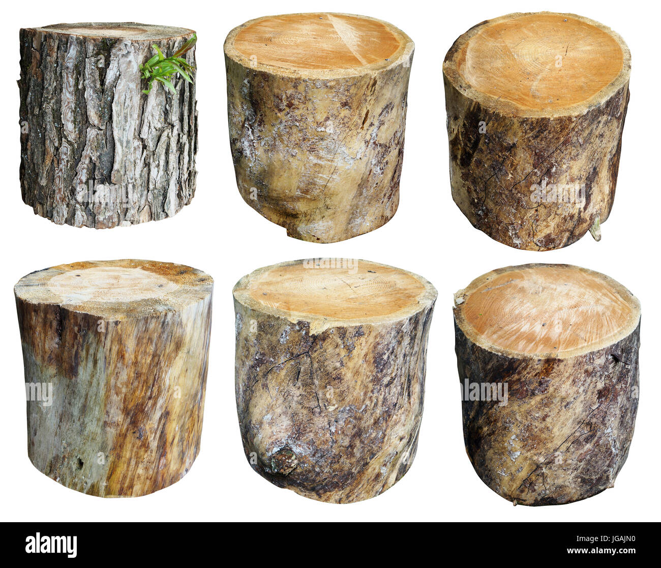 Short thick logs are spiked from the trunk of an old pine tree ...