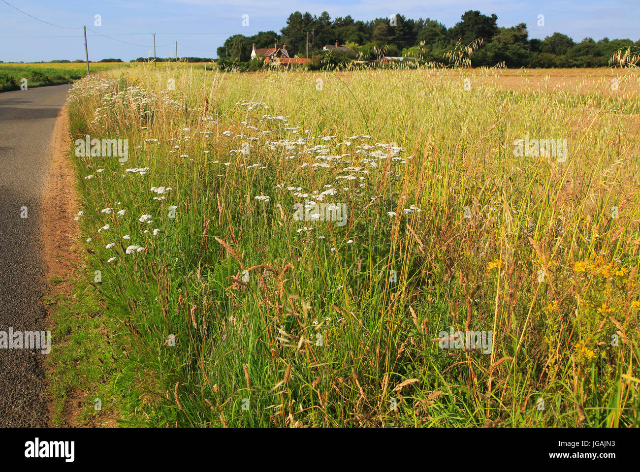 Wildflowers roadside verge of field, Boyton, Suffolk, England Stock ...