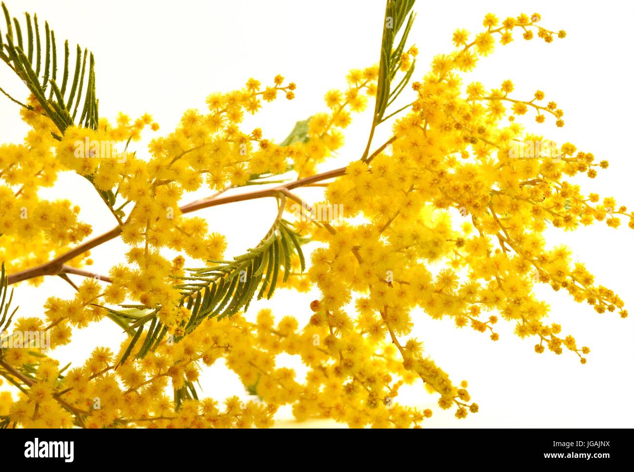 mimosa flowers studio shot Stock Photo - Alamy