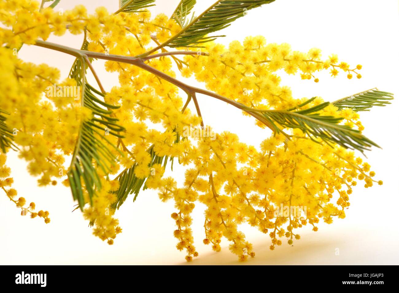 mimosa flowers studio shot Stock Photo - Alamy
