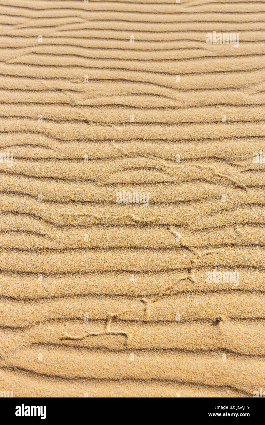 Lines in the sand of a beach, close up Stock Photo - Alamy