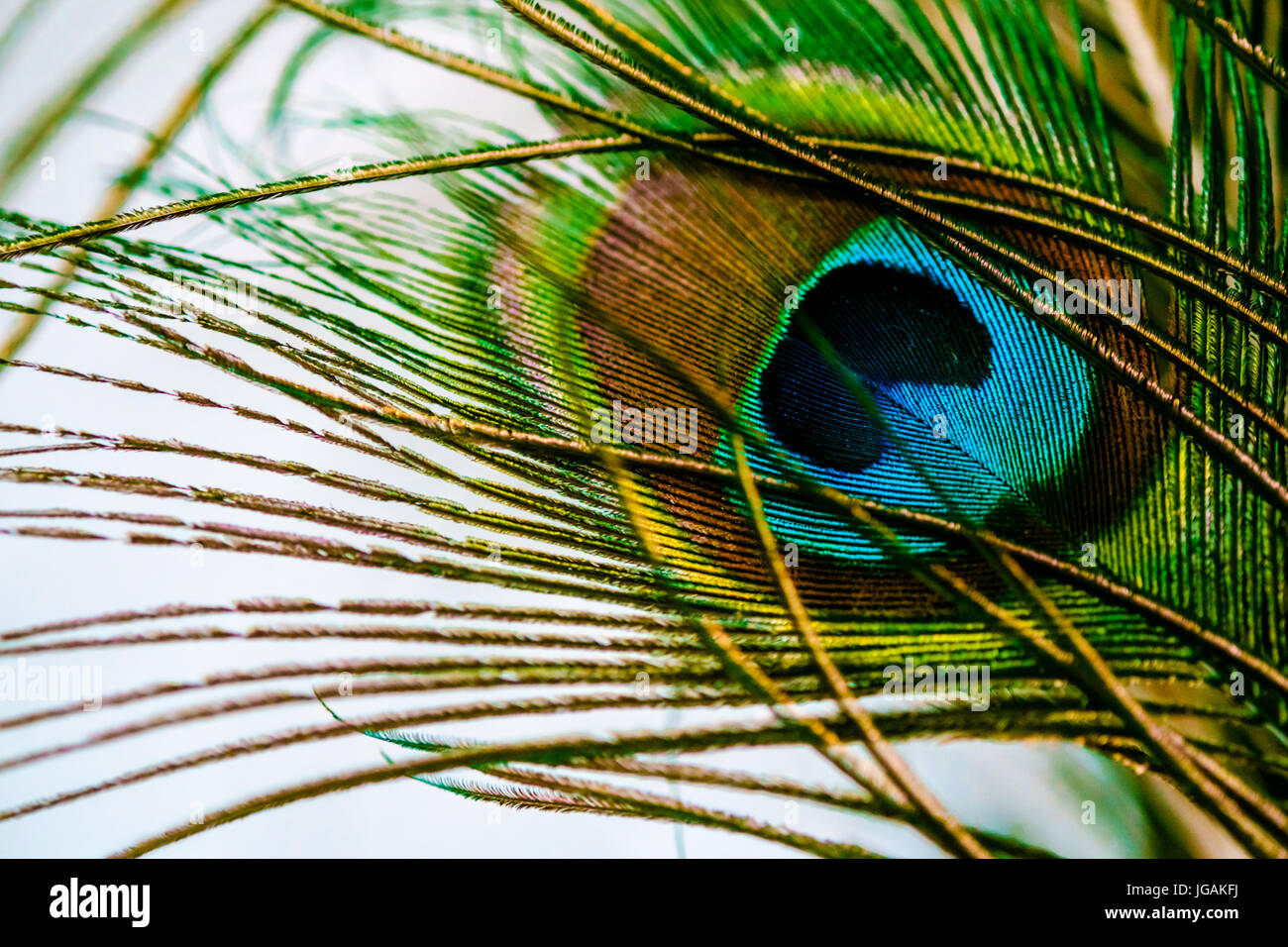 Peacock feather macro closeup on white background Stock Photo - Alamy
