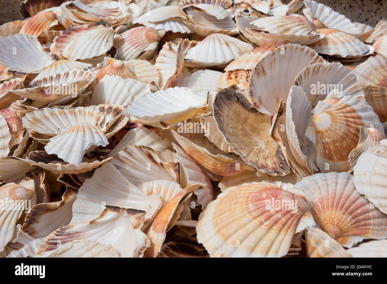 Heap of scallop shells as a background texture Stock Photo - Alamy