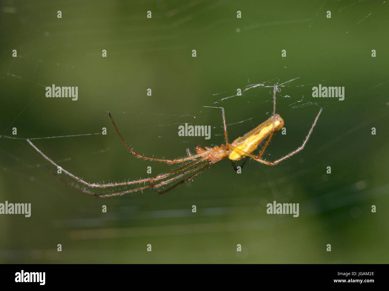 Tetragnatha Extensa Stock Photos & Tetragnatha Extensa Stock Images - Alamy