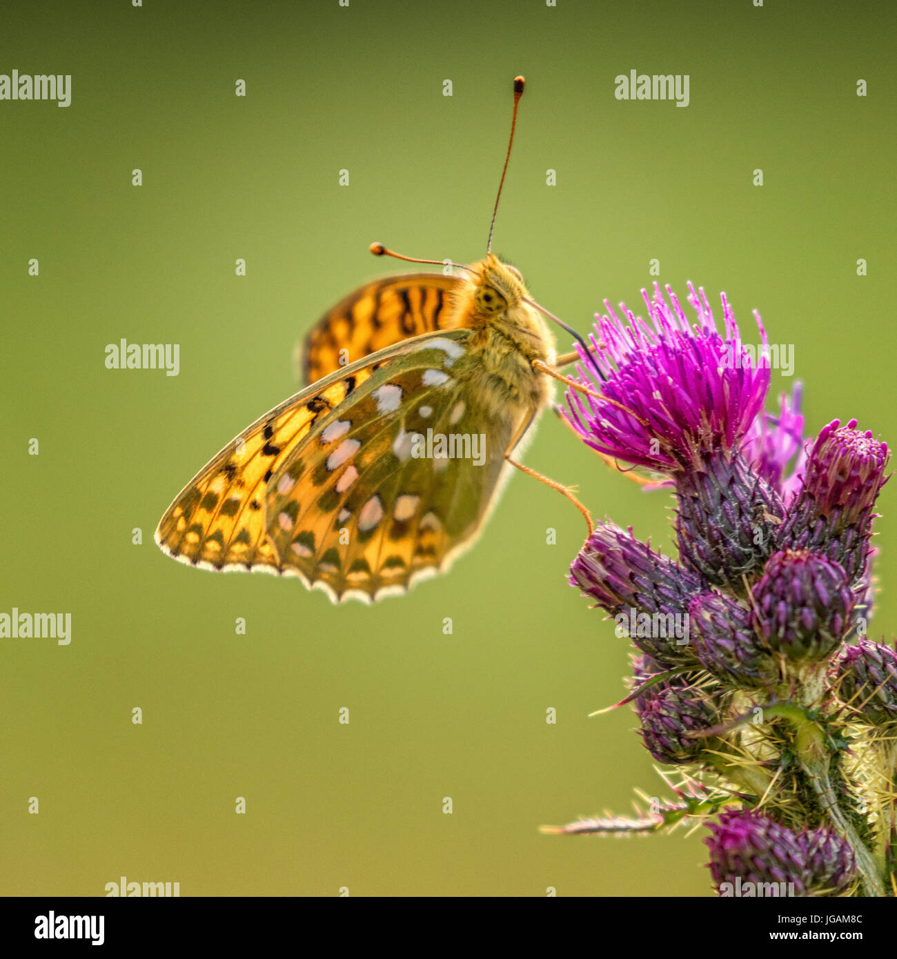 Dark green fritillary hi-res stock photography and images - Alamy