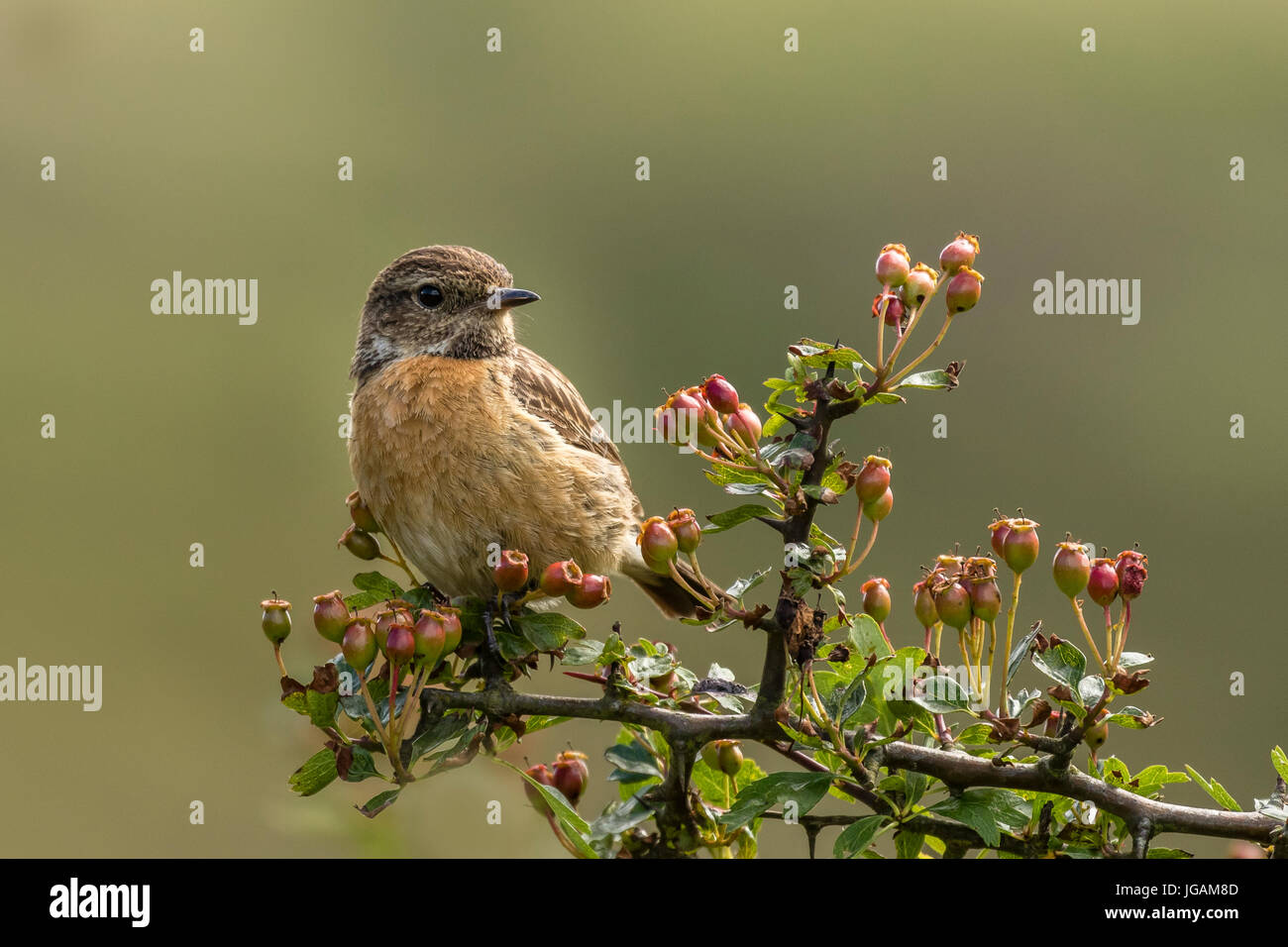 Juvenile stonechat High Resolution Stock Photography and Images - Alamy