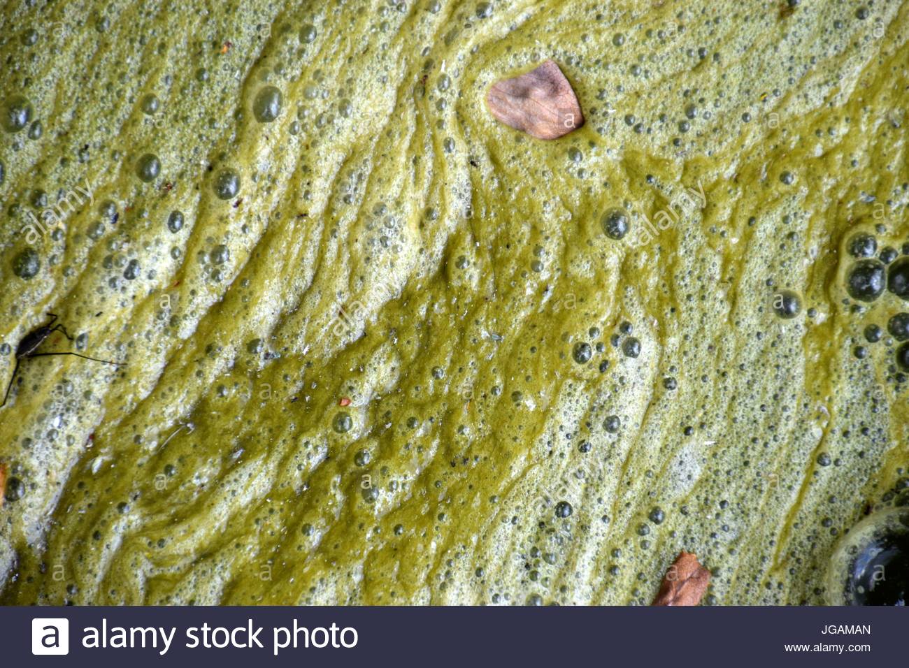 Algen Stock Photos & Algen Stock Images - Alamy