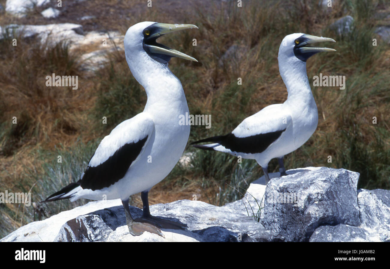 Bird, Atoba big, Abrolhos, Bahia, Brazil Stock Photo - Alamy
