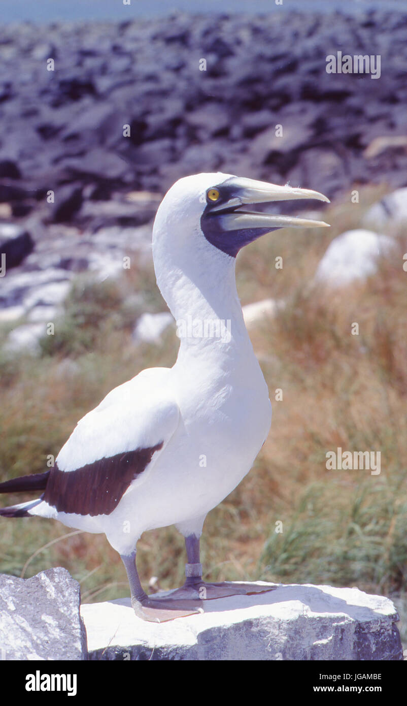 Bird, Atoba big, Abrolhos, Bahia, Brazi Stock Photo - Alamy