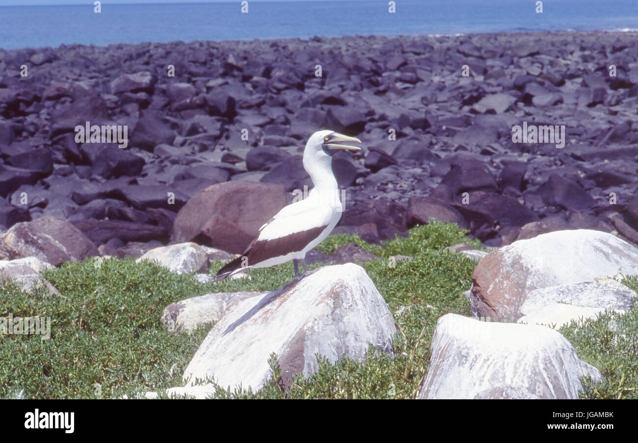 Bird, Atoba big, Abrolhos, Bahia, Brazi Stock Photo - Alamy