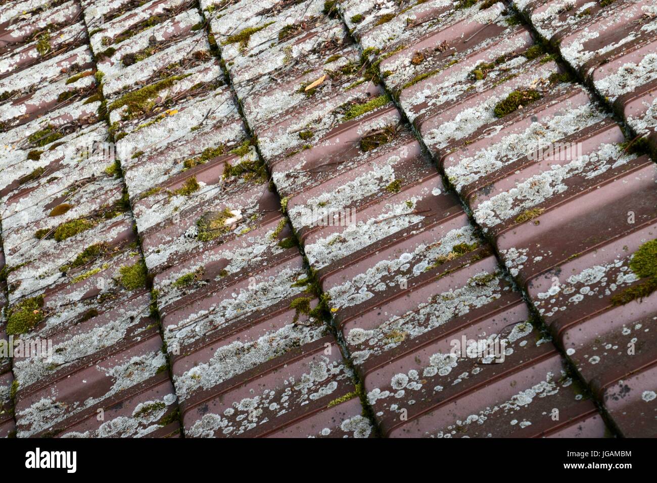 roof with lichen overgrown before cleaning, dirty old Roof with moss ...