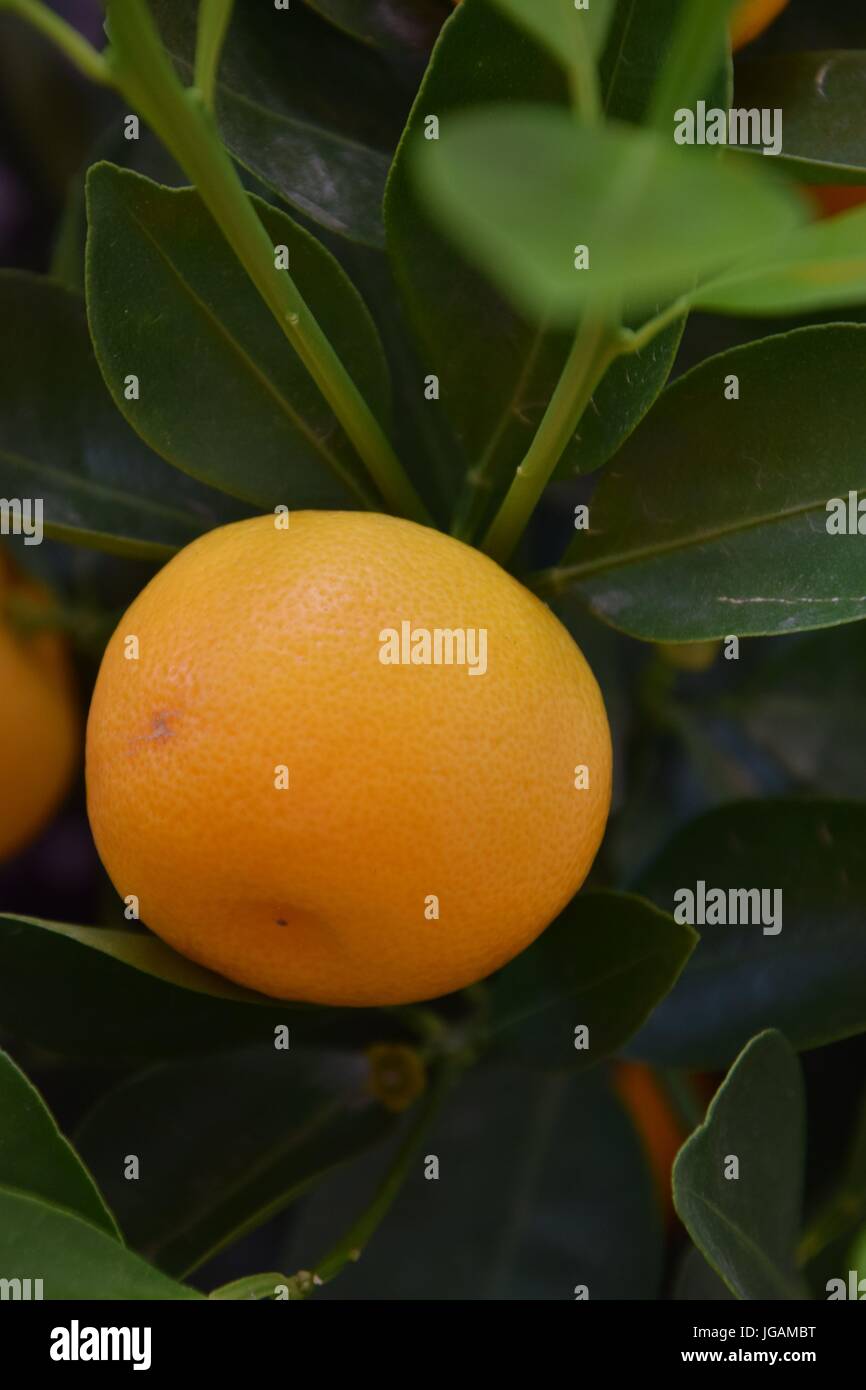 Citrus Reticulata Peel High Resolution Stock Photography and Images - Alamy