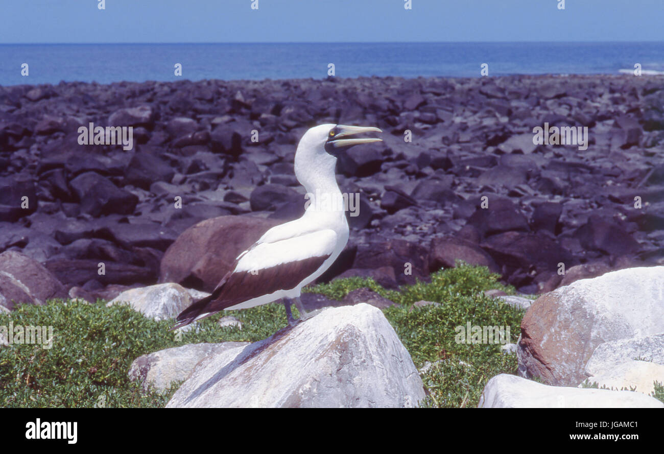 Bird, Atoba big, Abrolhos, Bahia, Brazi Stock Photo - Alamy