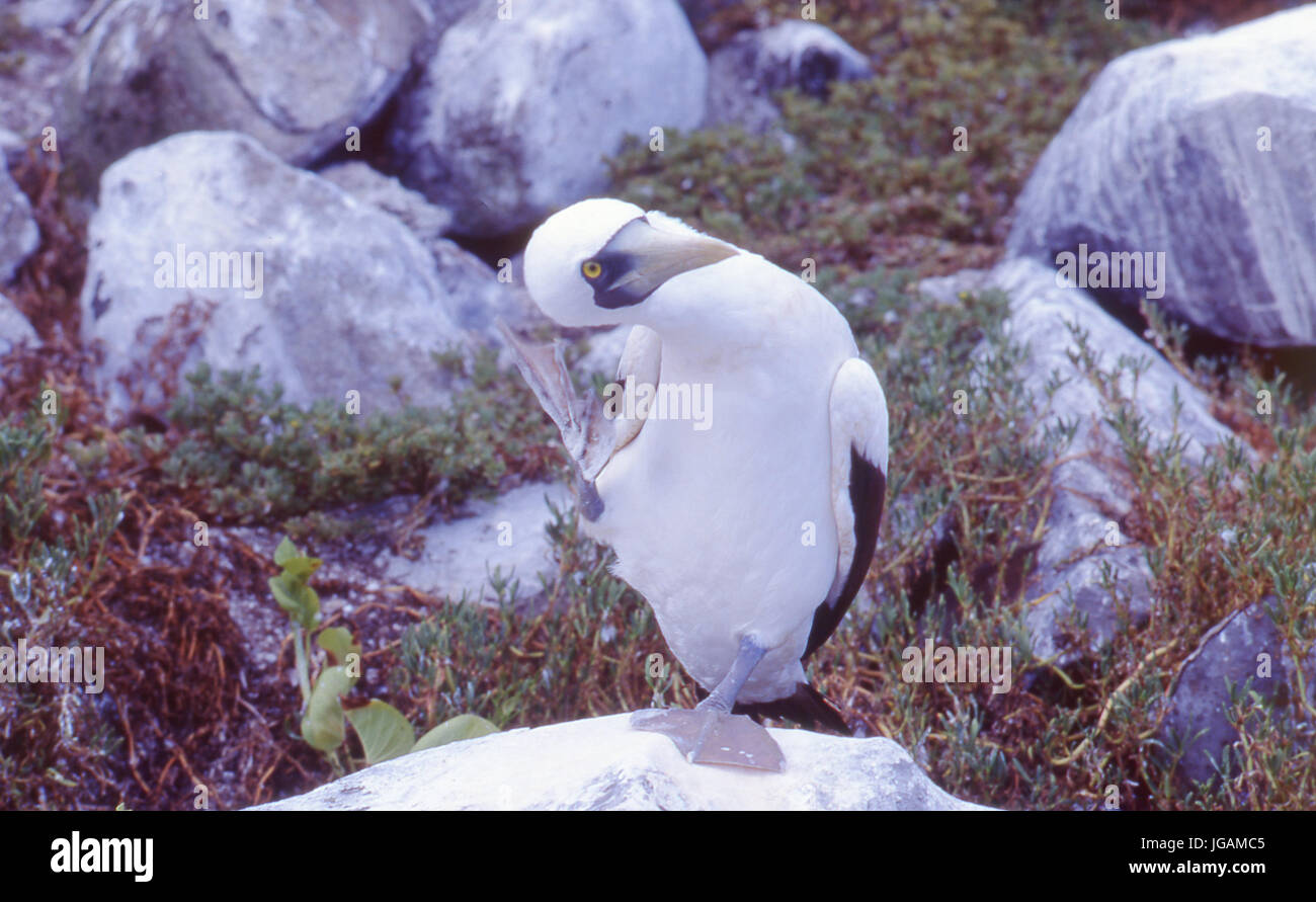 Bird, Atoba big, Abrolhos, Bahia, Brazi Stock Photo - Alamy