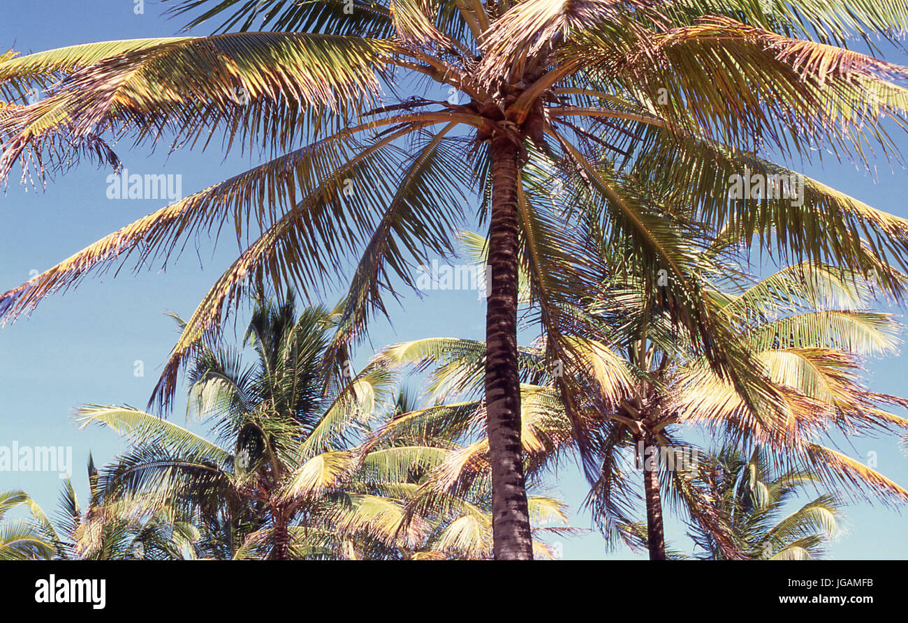 Coconut palm, palm tree, sky, Recife, Pernambuco, Brazil Stock Photo ...