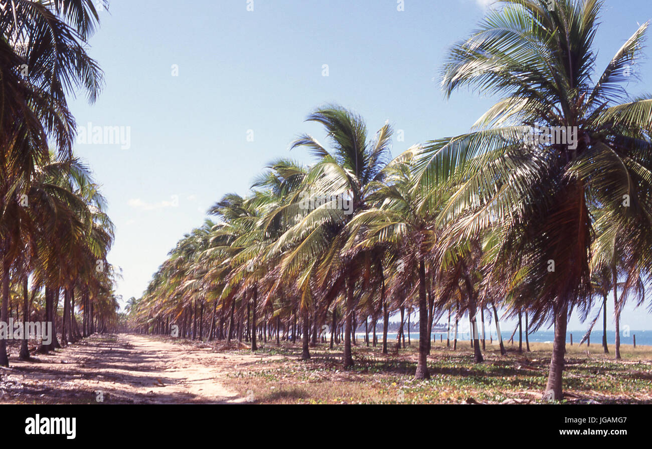 Coconut palm, palm tree, sky, Recife, Pernambuco, Brazil Stock Photo ...