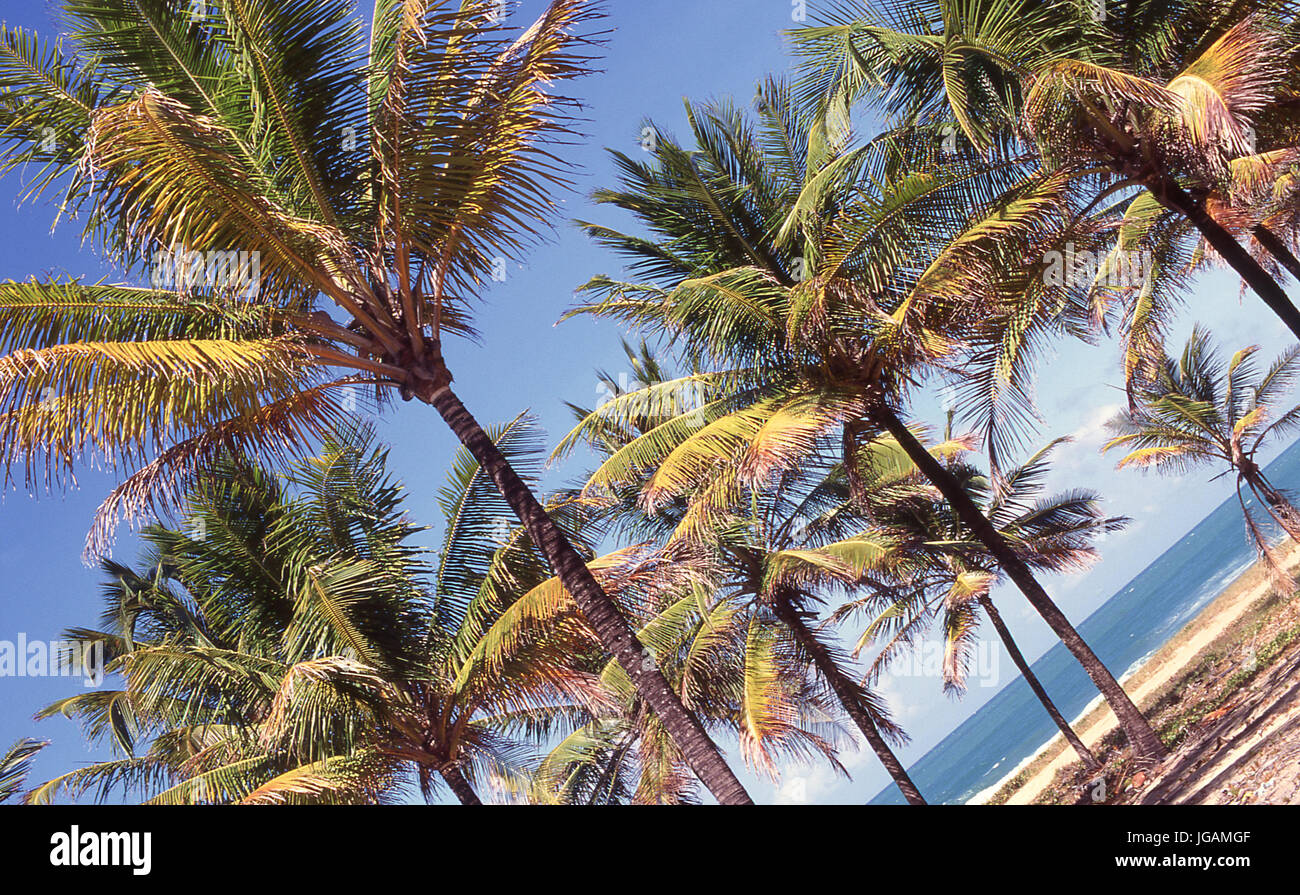 Coconut palm, palm tree, sky, Recife, Pernambuco, Brazil Stock Photo ...
