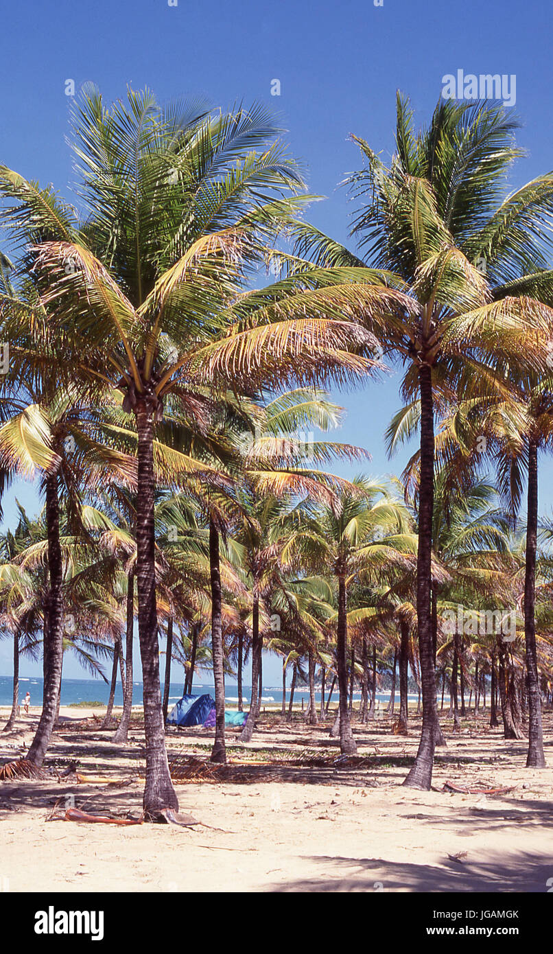 Coconut palm, palm tree, sky, Recife, Pernambuco, Brazil Stock Photo ...