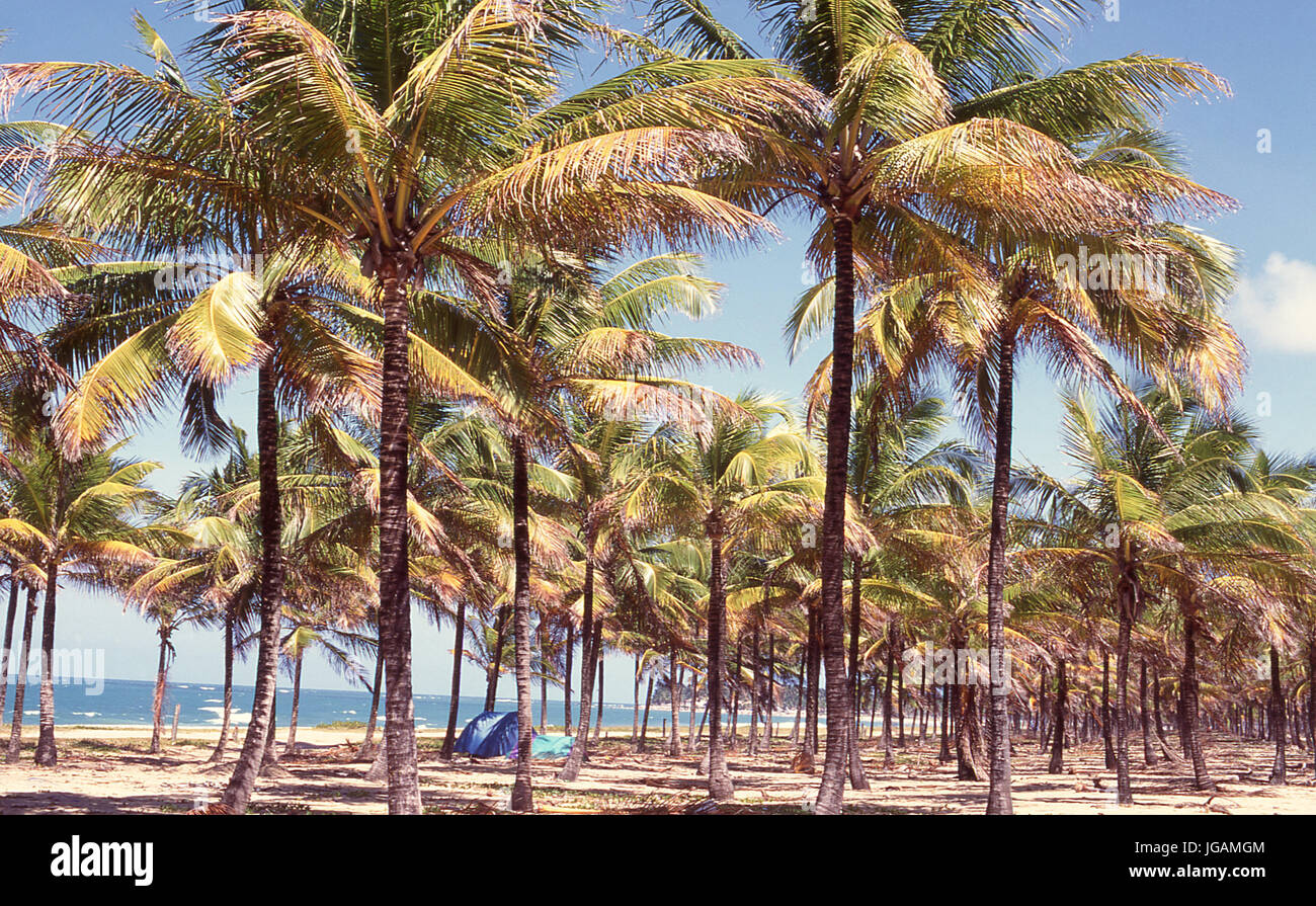 Coconut palm, palm tree, sky, Recife, Pernambuco, Brazil Stock Photo ...