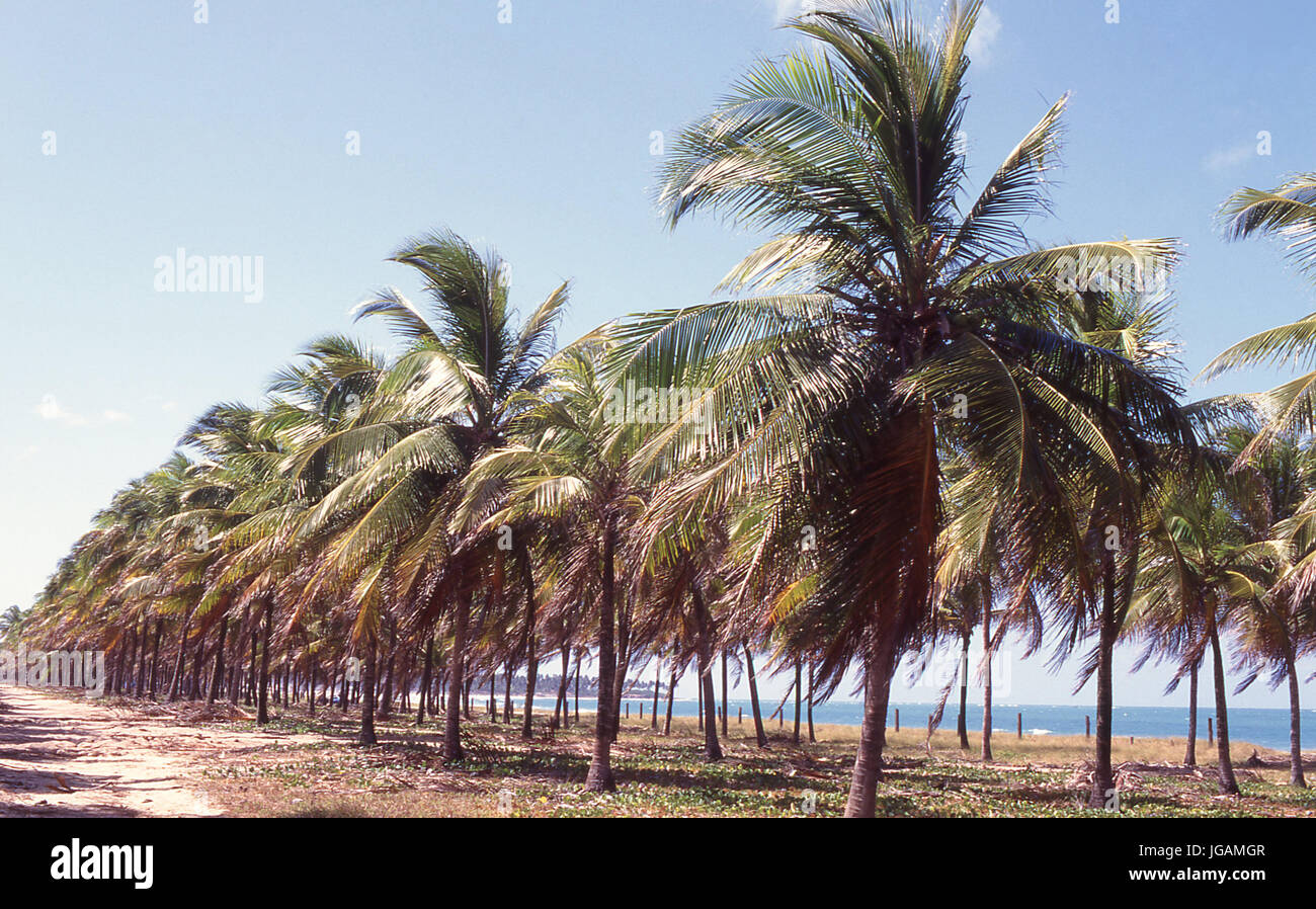 One way of pernambuco hi-res stock photography and images - Alamy