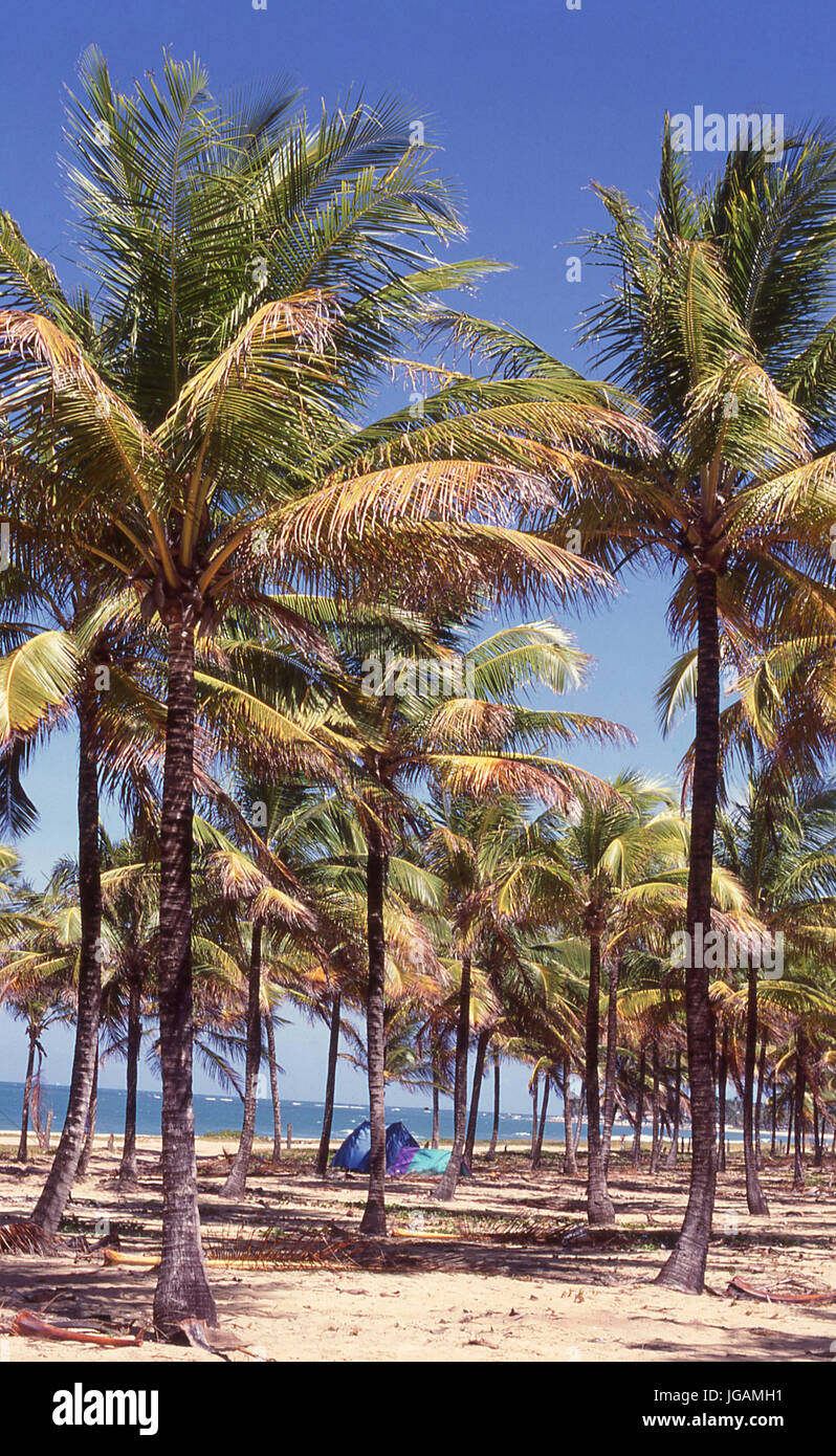 Coconut palm, palm tree, sky, Recife, Pernambuco, Brazil Stock Photo ...