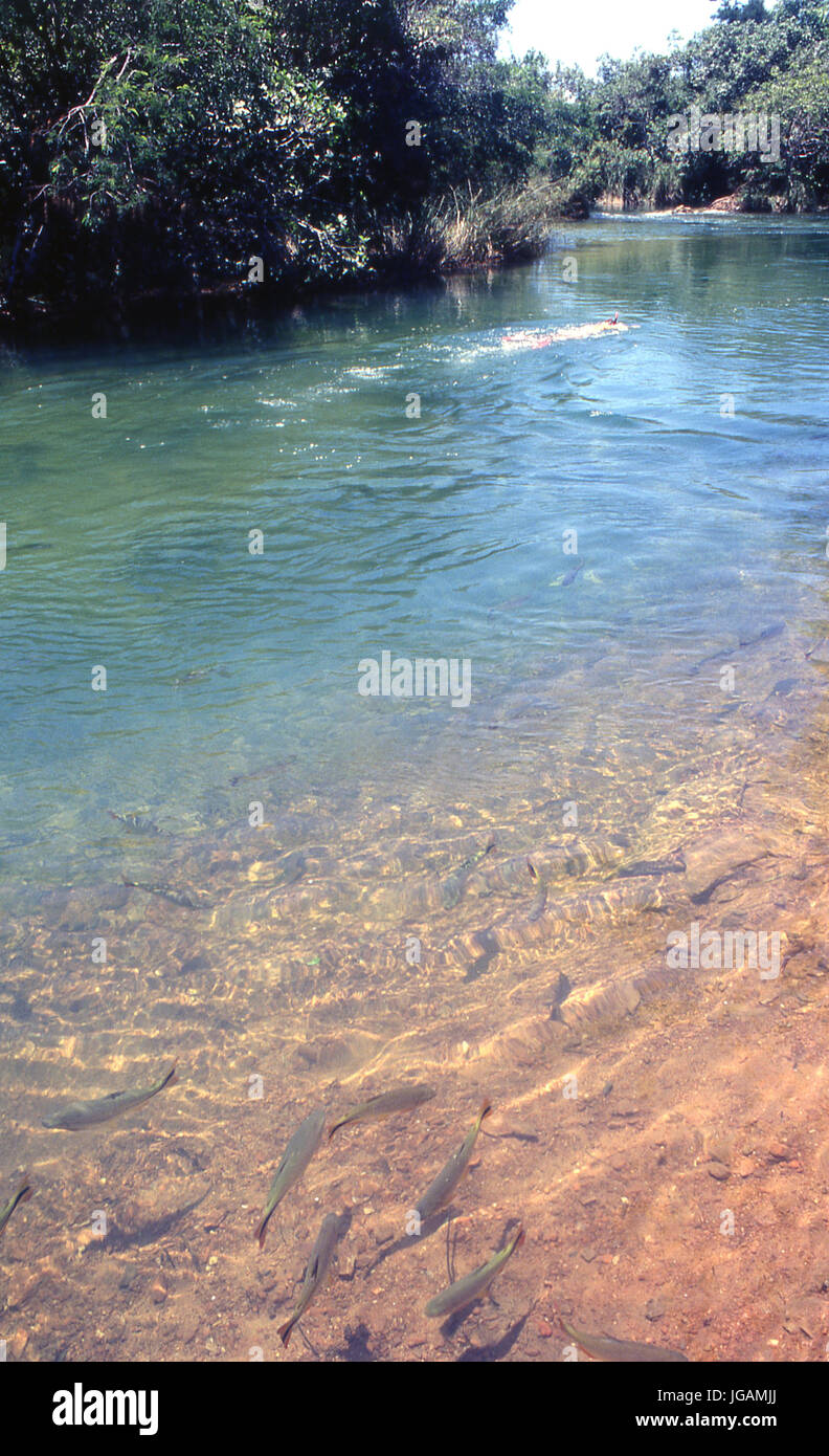 Fish, diving, river, Bonito, Mato Grosso, Brazil Stock Photo - Alamy