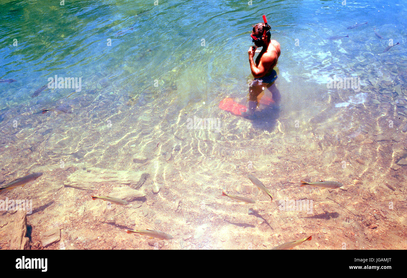 Fish, diving, river, Bonito, Mato Grosso, Brazil Stock Photo - Alamy