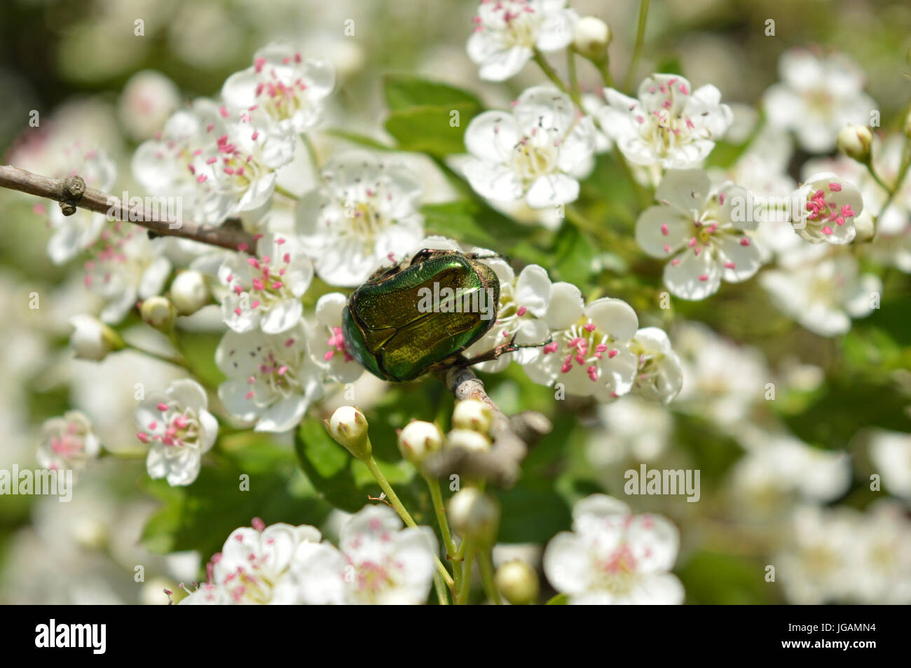 Beetle texture hi-res stock photography and images - Alamy