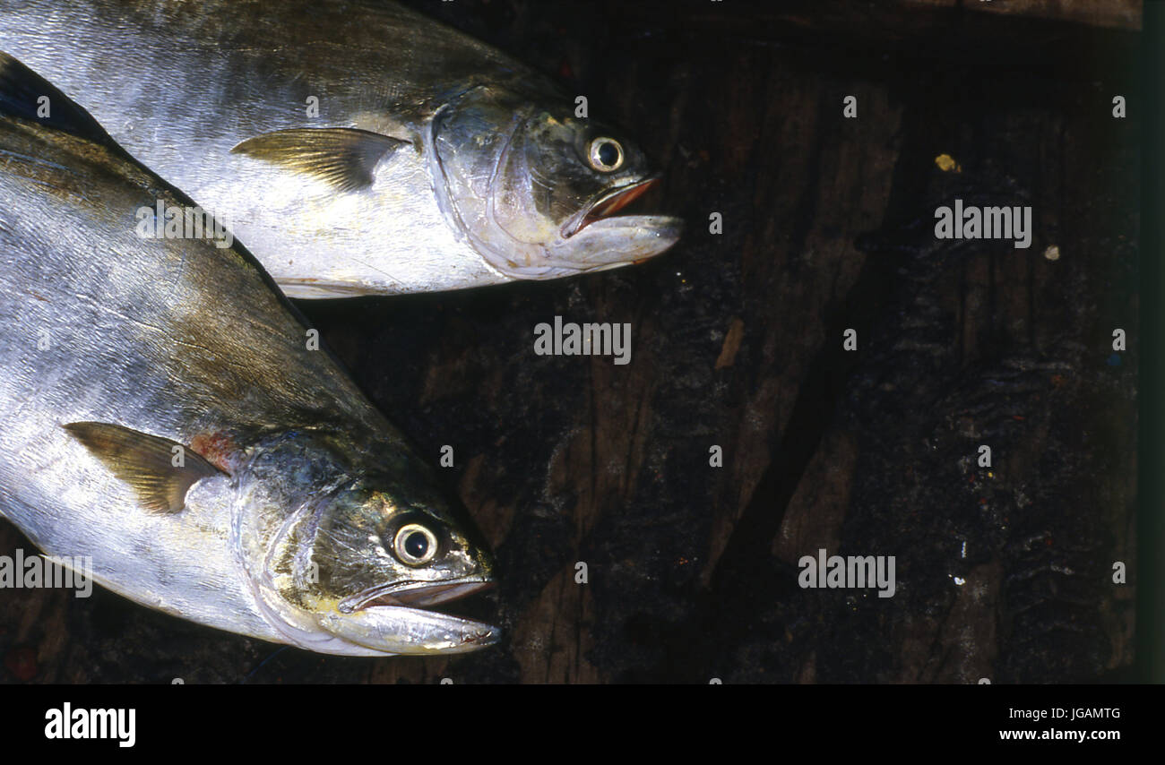 Operculum fish hi-res stock photography and images - Alamy