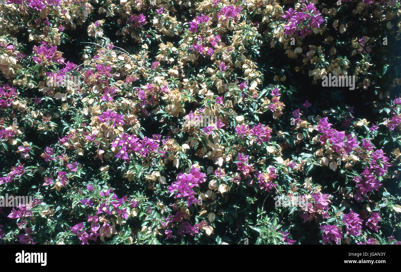 Foliage, flowers, nature Stock Photo - Alamy