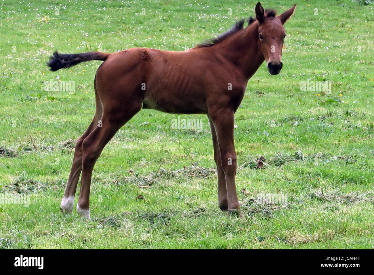 Irish draught horse hi-res stock photography and images - Alamy